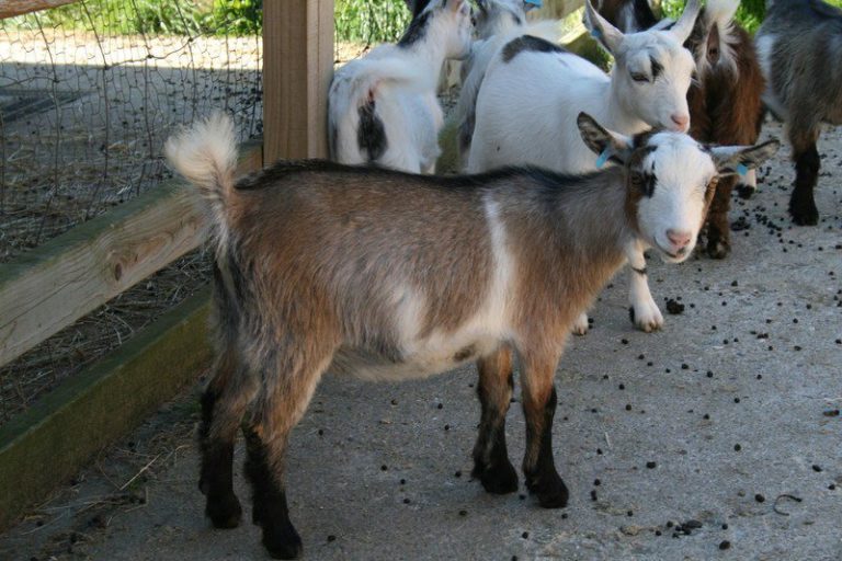 How to Breed Pygmy Goats - Pygmy Goat House Plans